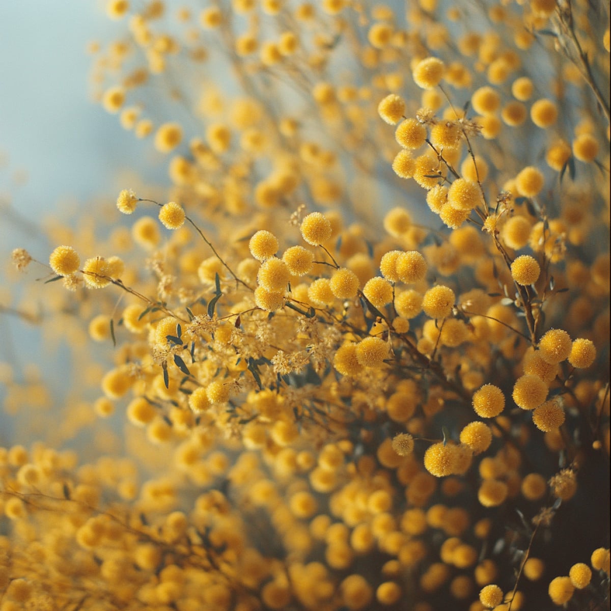 Mimosa des 4 saisons : plantation et entretien - SDE68 Habitat